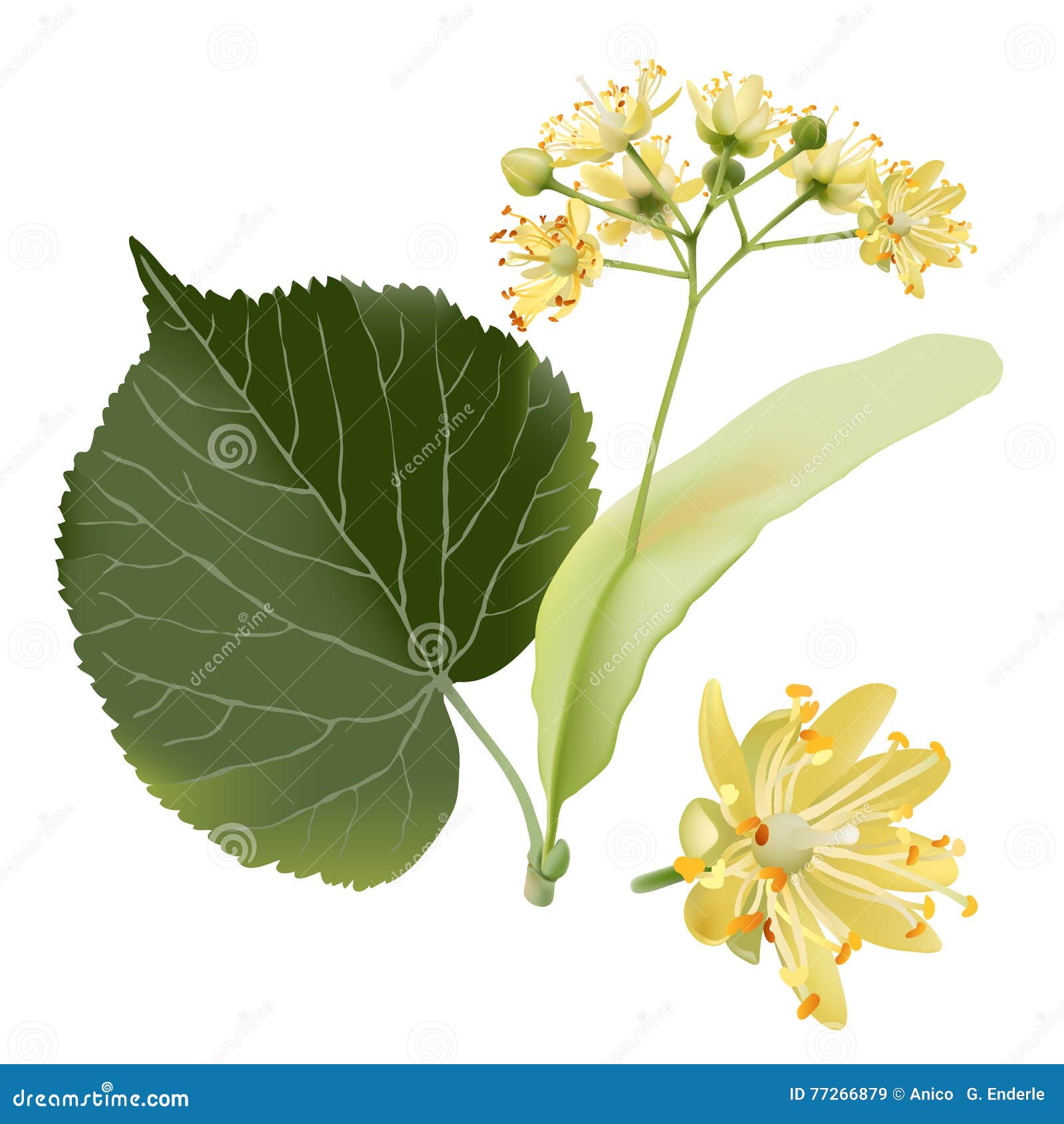 Flores del tilo ilustración del vector. Ilustración de ingrediente ...