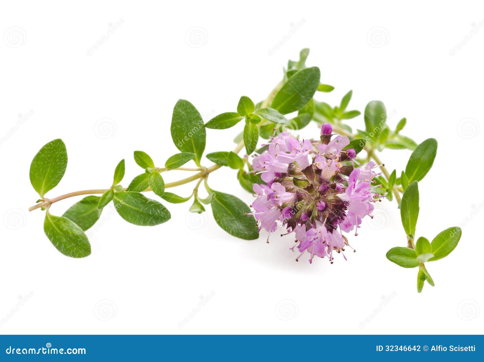 Flores del tomillo foto de archivo. Imagen de flor, tomillo - 32346642