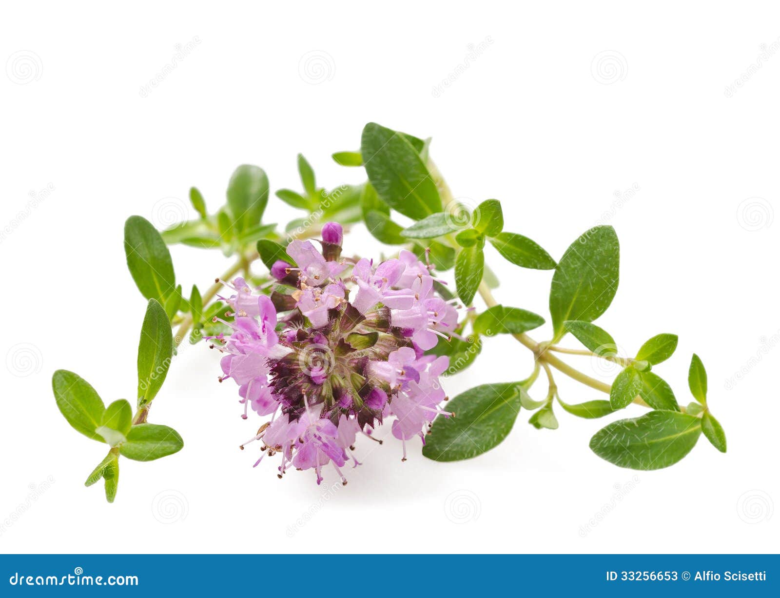 Flores del tomillo imagen de archivo. Imagen de manojo - 33256653