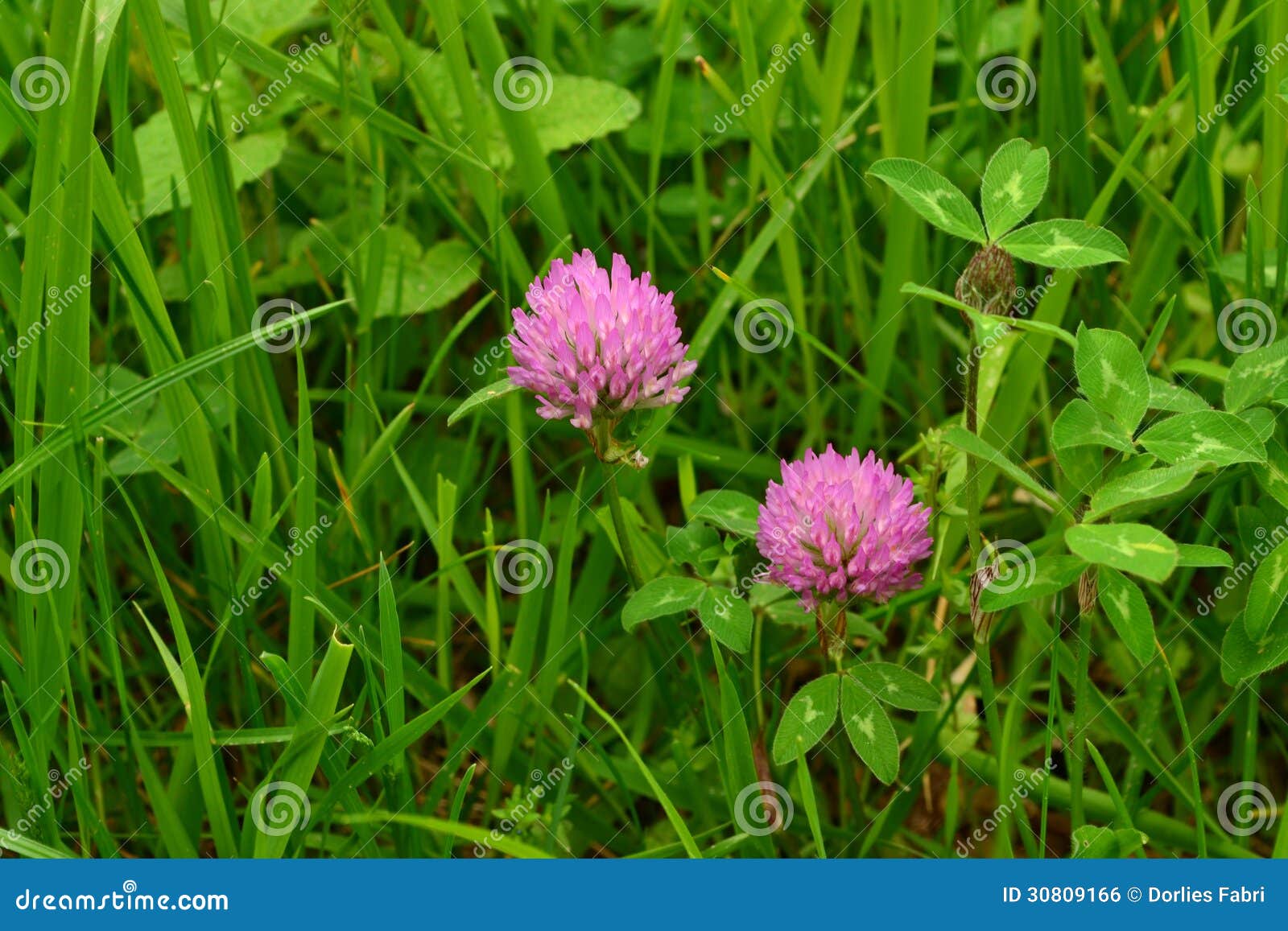 Flores del trébol foto de archivo. Imagen de trébol, floreciente - 30809166