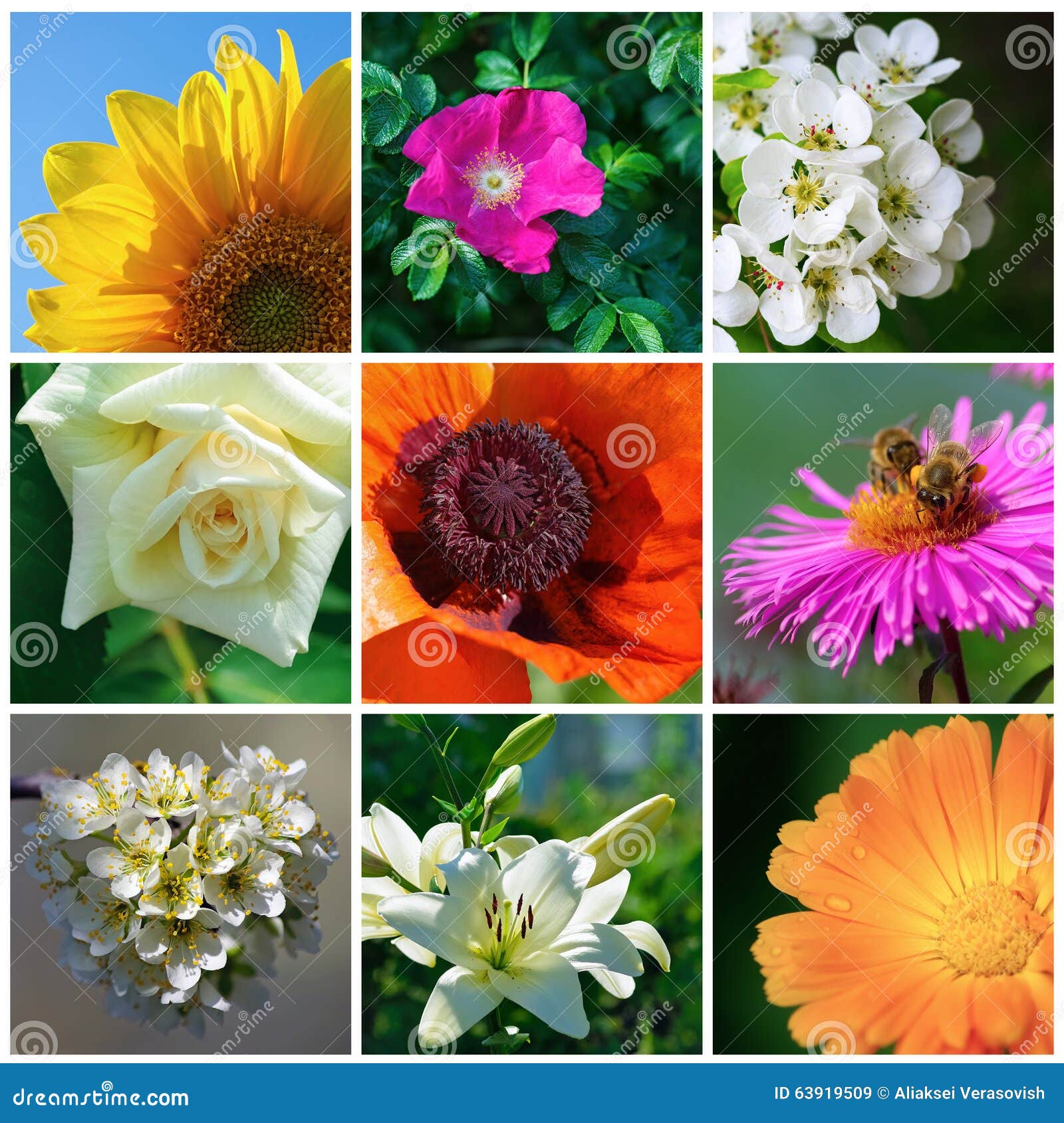 Flores diversas do jardim imagem de stock. Imagem de florescer - 63919509