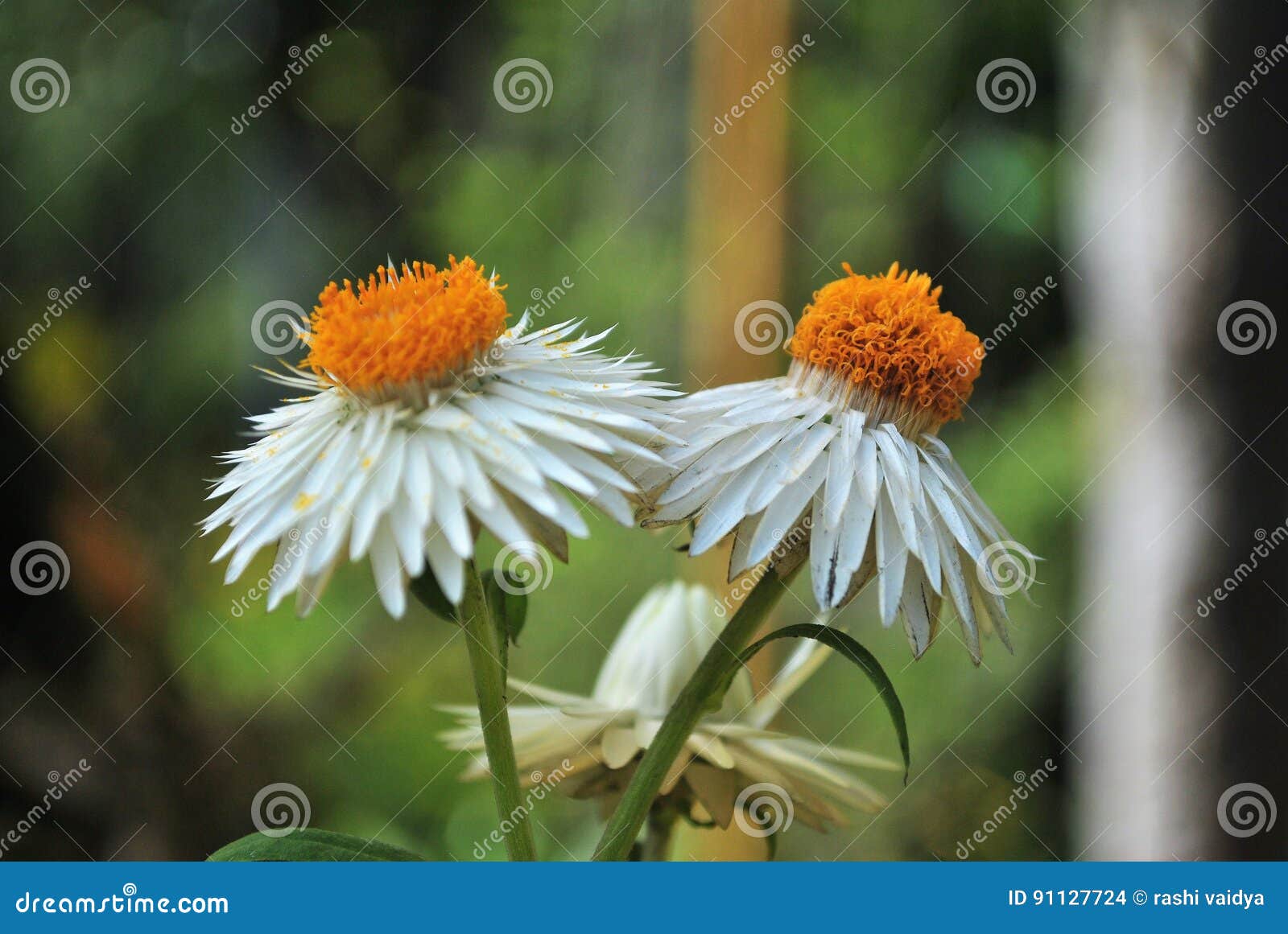 Flores do amor foto de stock. Imagem de você, flores - 91127724