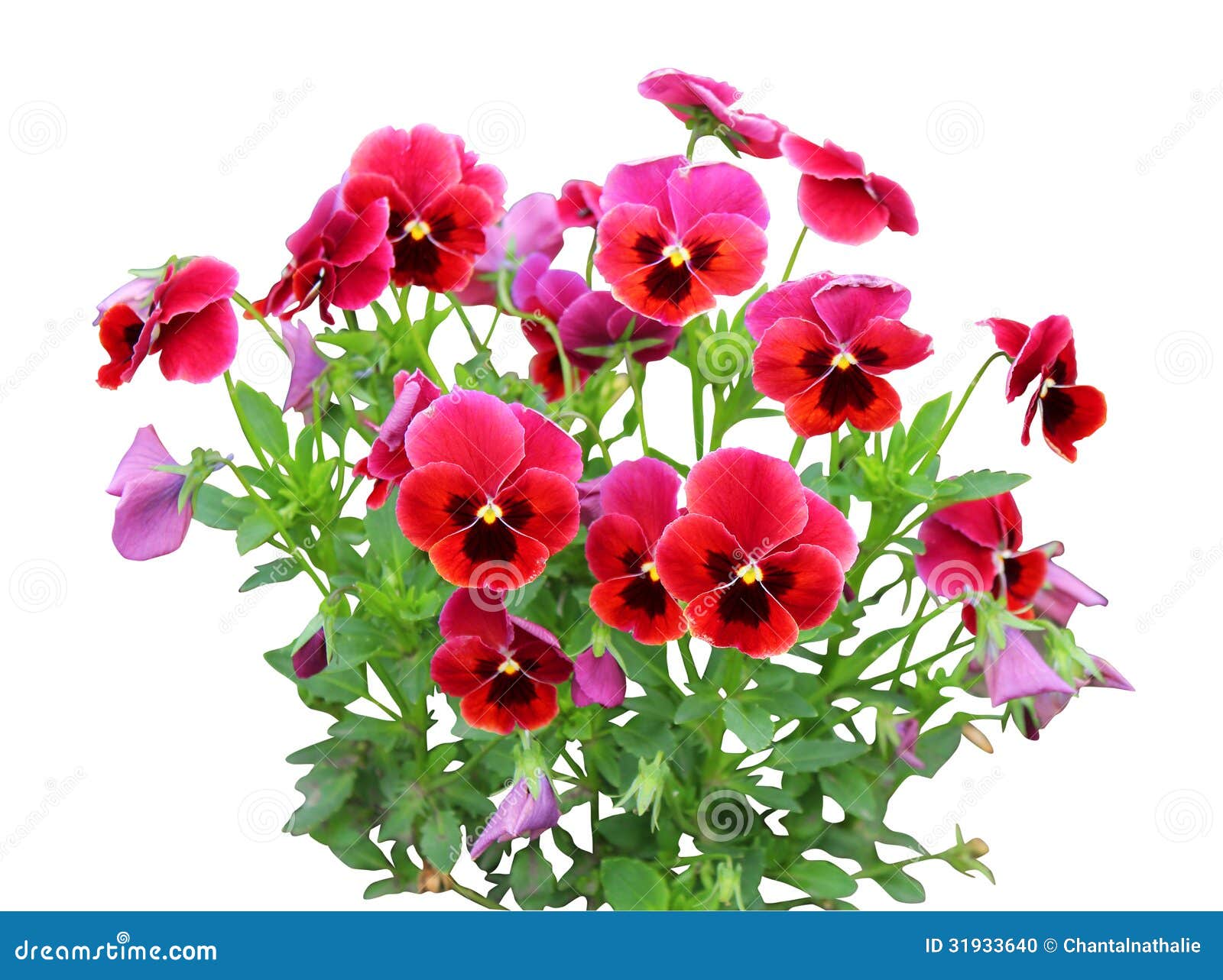 Flores do amor perfeito foto de stock. Imagem de flor - 31933640