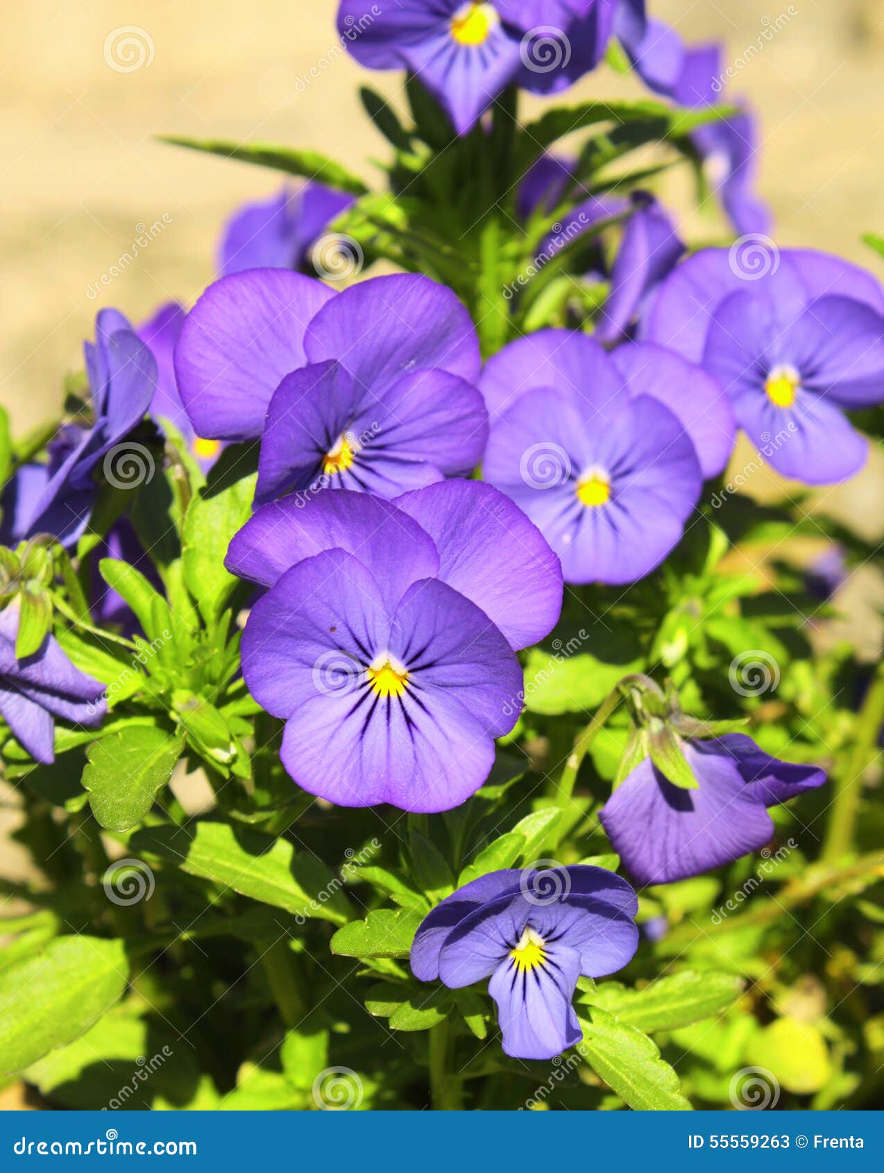 Flores Do Amor Perfeito E Da Grama Verde Imagem de Stock - Imagem de ...
