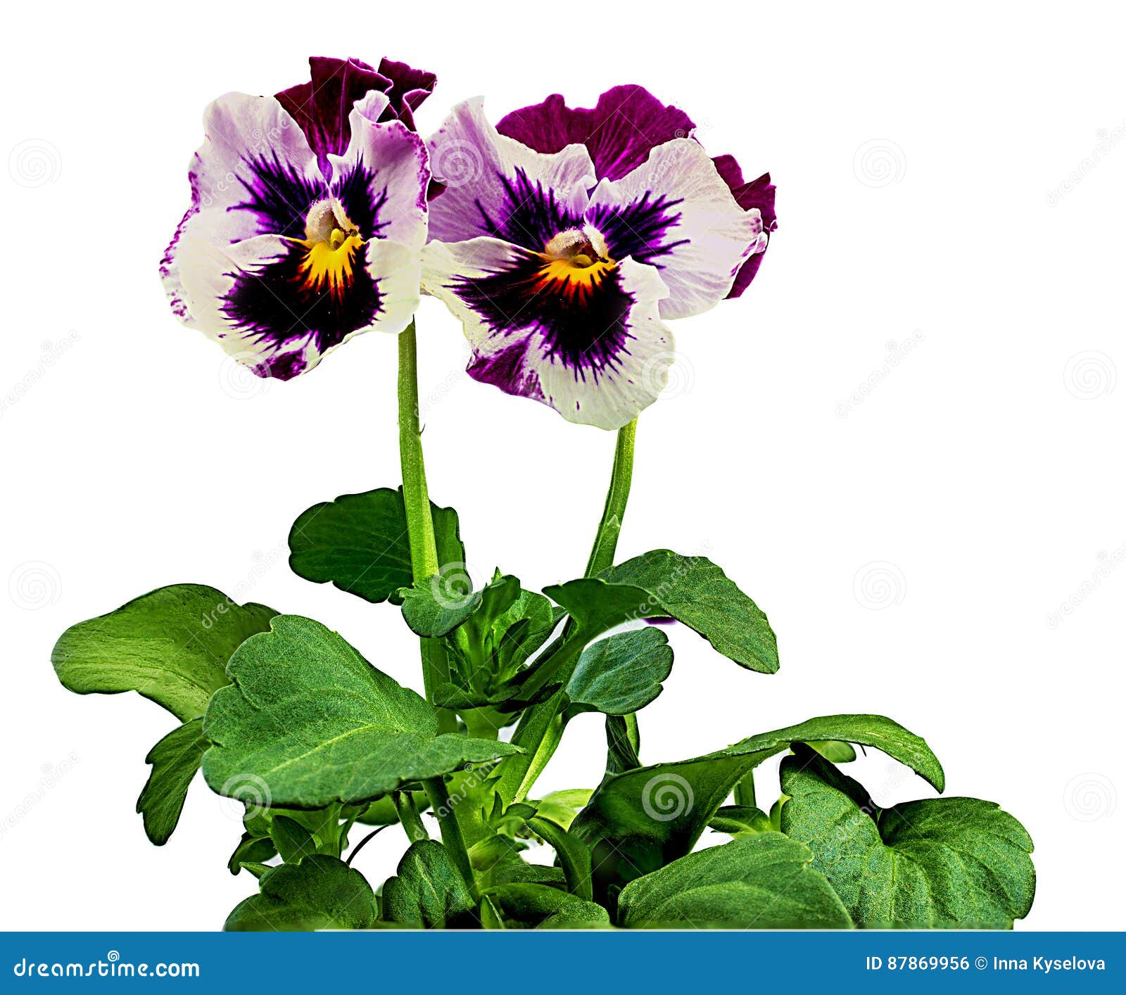 Flores Do Amor Perfeito Isoladas No Branco Foto de Stock - Imagem de ...