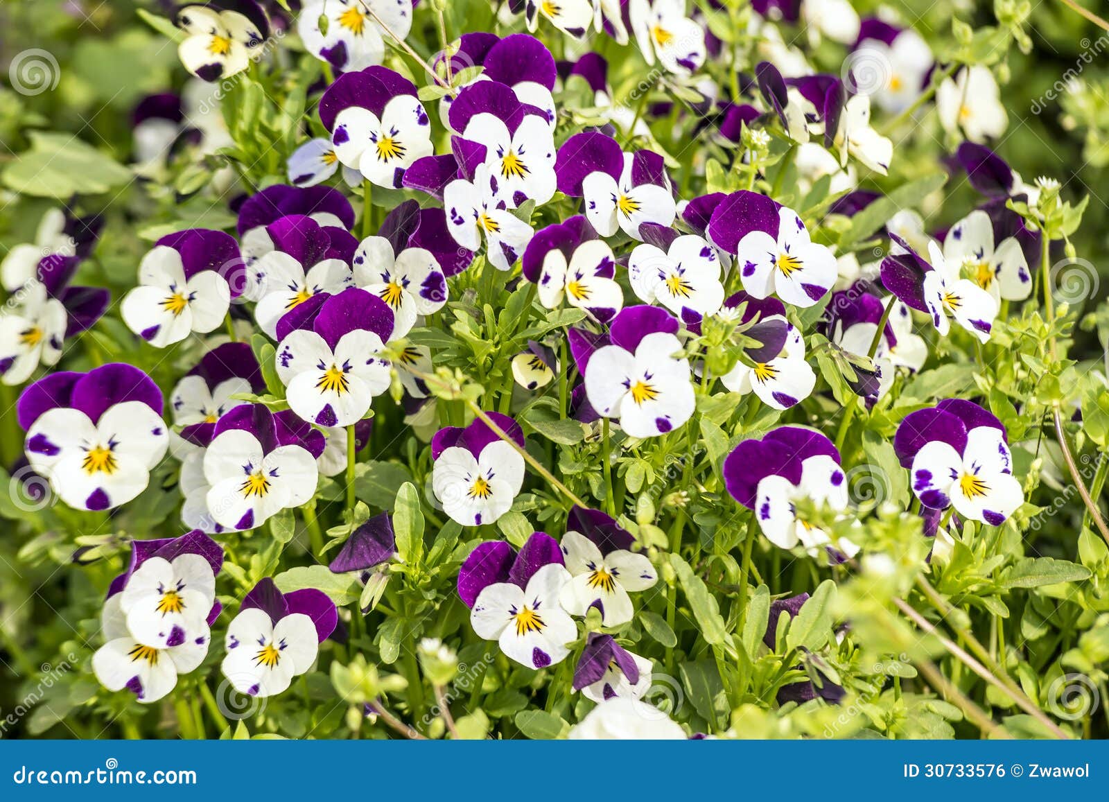 Flores Do Amor Perfeito No Jardim Foto de Stock - Imagem de botânica ...