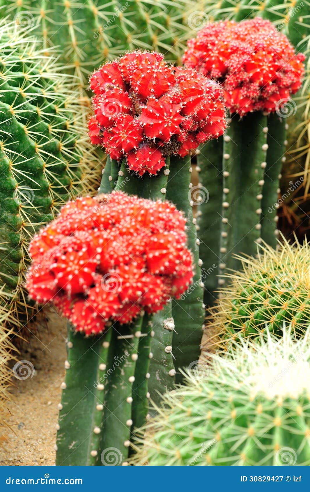 Flores do cacto imagem de stock. Imagem de floral, jardinar - 30829427