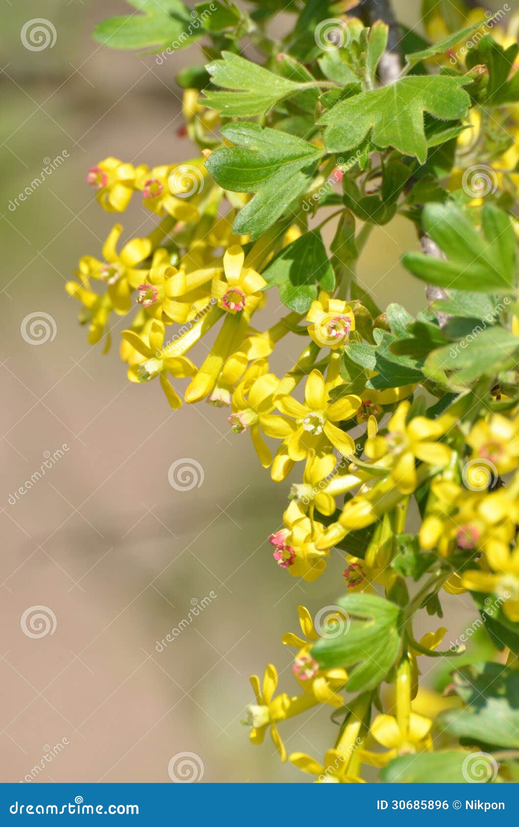 Flores do corinto foto de stock. Imagem de jardim, flores - 30685896
