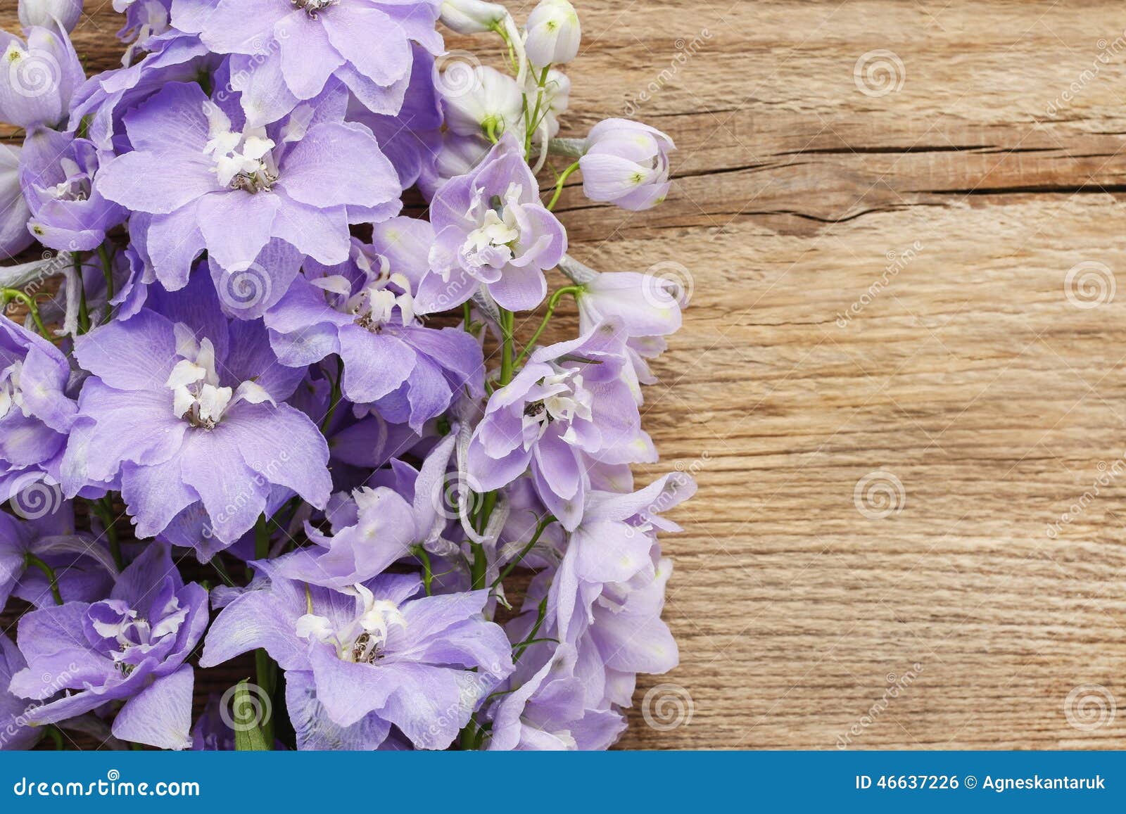 Flores do delfínio foto de stock. Imagem de floral, delicado - 46637226