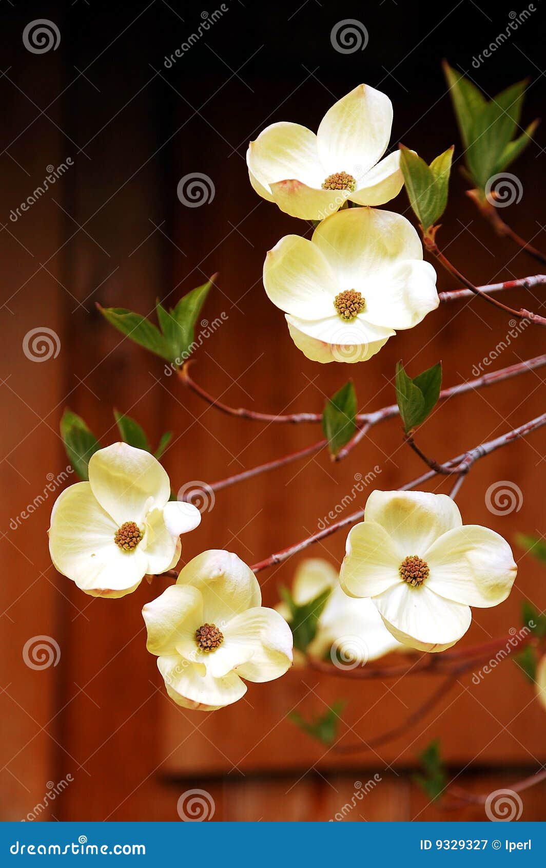 Flores do Dogwood imagem de stock. Imagem de florescer - 9329327