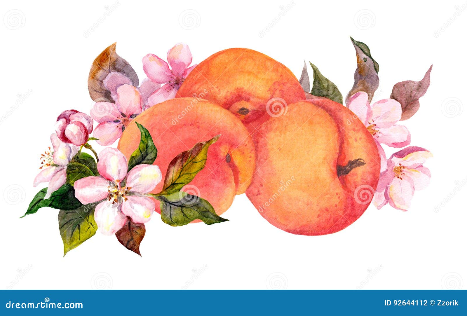 Flores Do Fruto E Da Flor Do Abricó Cor De água Ilustração Stock ...