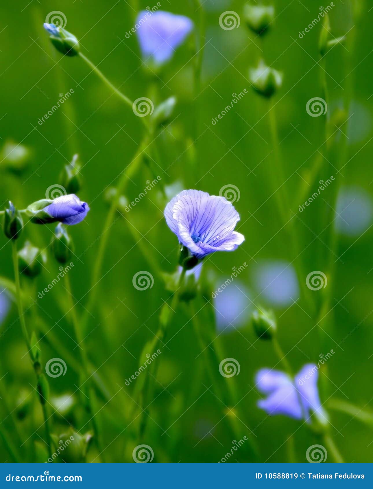 Flores do linho imagem de stock. Imagem de azul, linho - 10588819