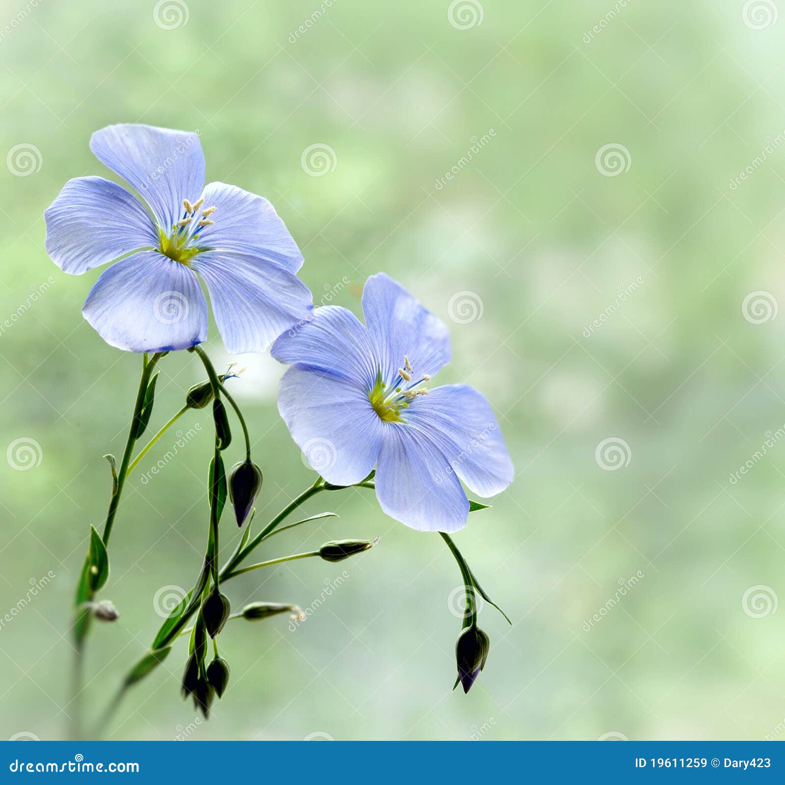 Flores do linho imagem de stock. Imagem de paisagem, linho - 19611259