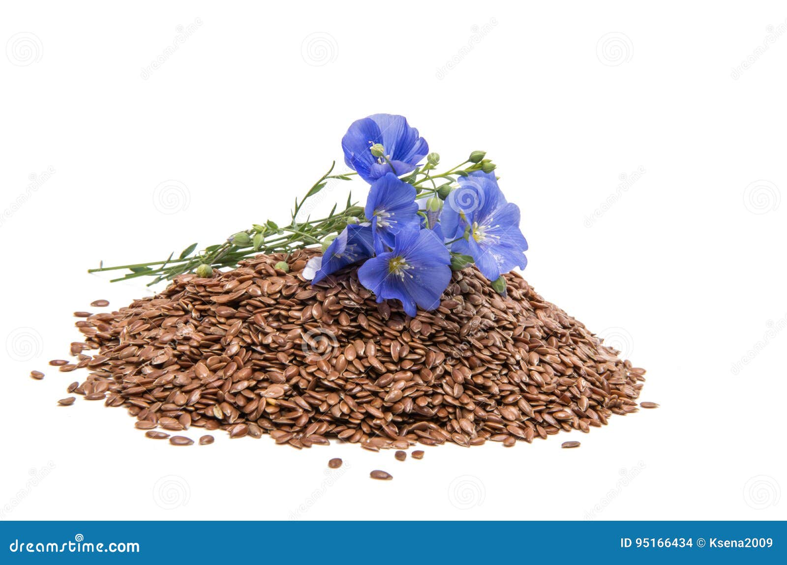 Flores Do Linho Com Sementes De Linho Foto de Stock - Imagem de isolado ...