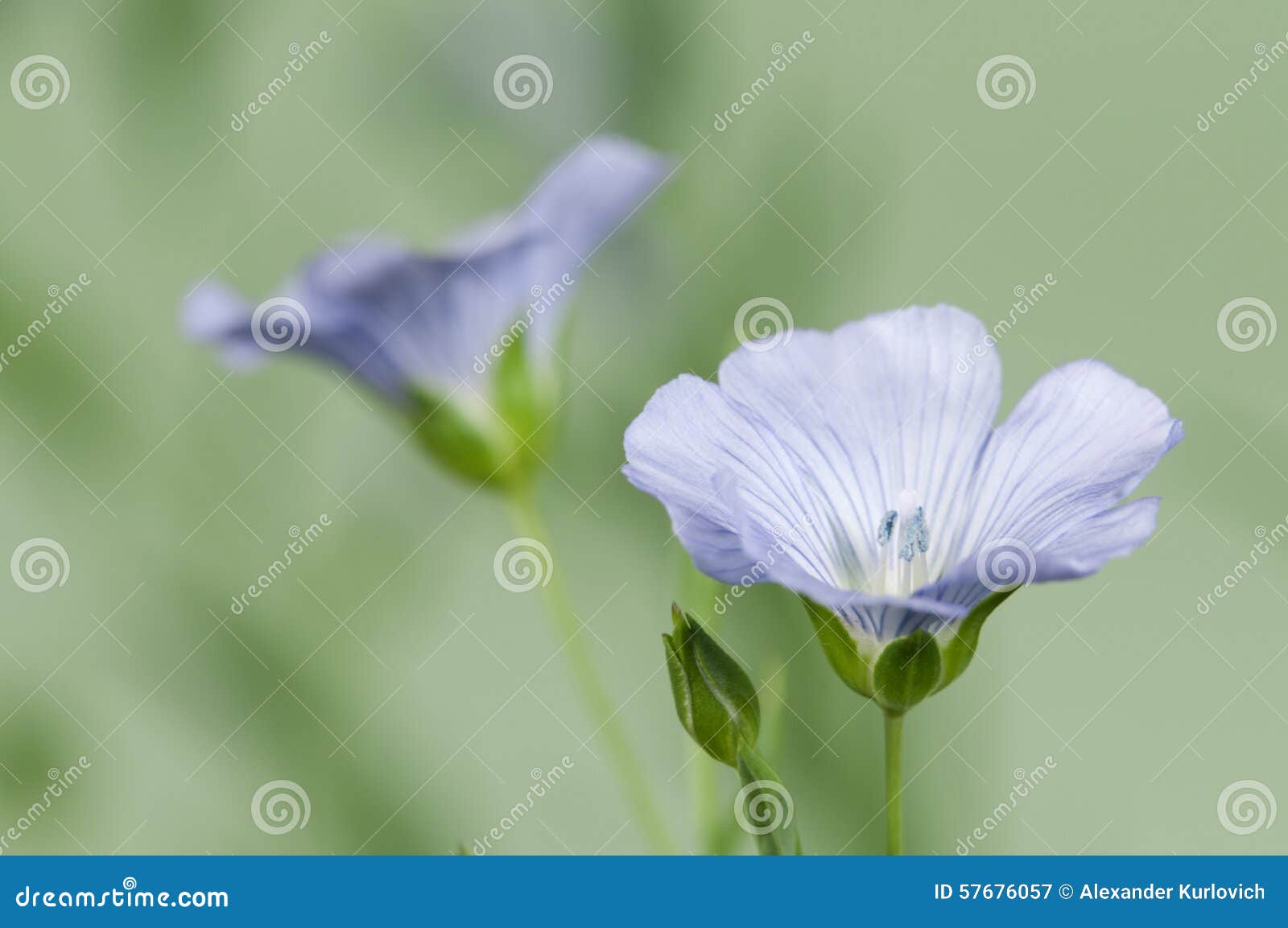 Flores Do Linho (usitatissimum De Linum) Imagem de Stock - Imagem de ...