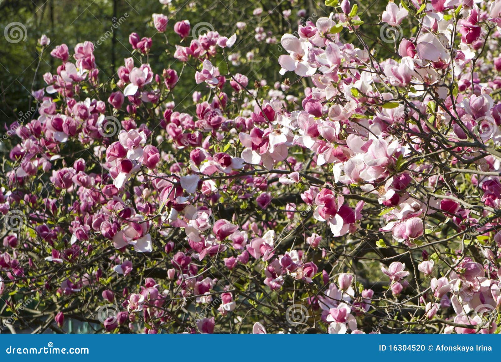 Flores Do Magnolia Cor-de-rosa Foto de Stock - Imagem de flora, jardim ...