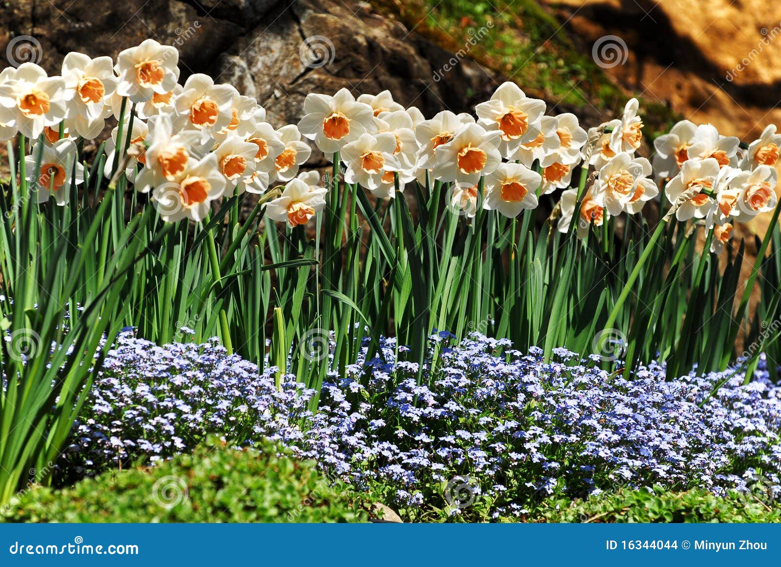 Flores do narciso foto de stock. Imagem de embelezamento - 16344044