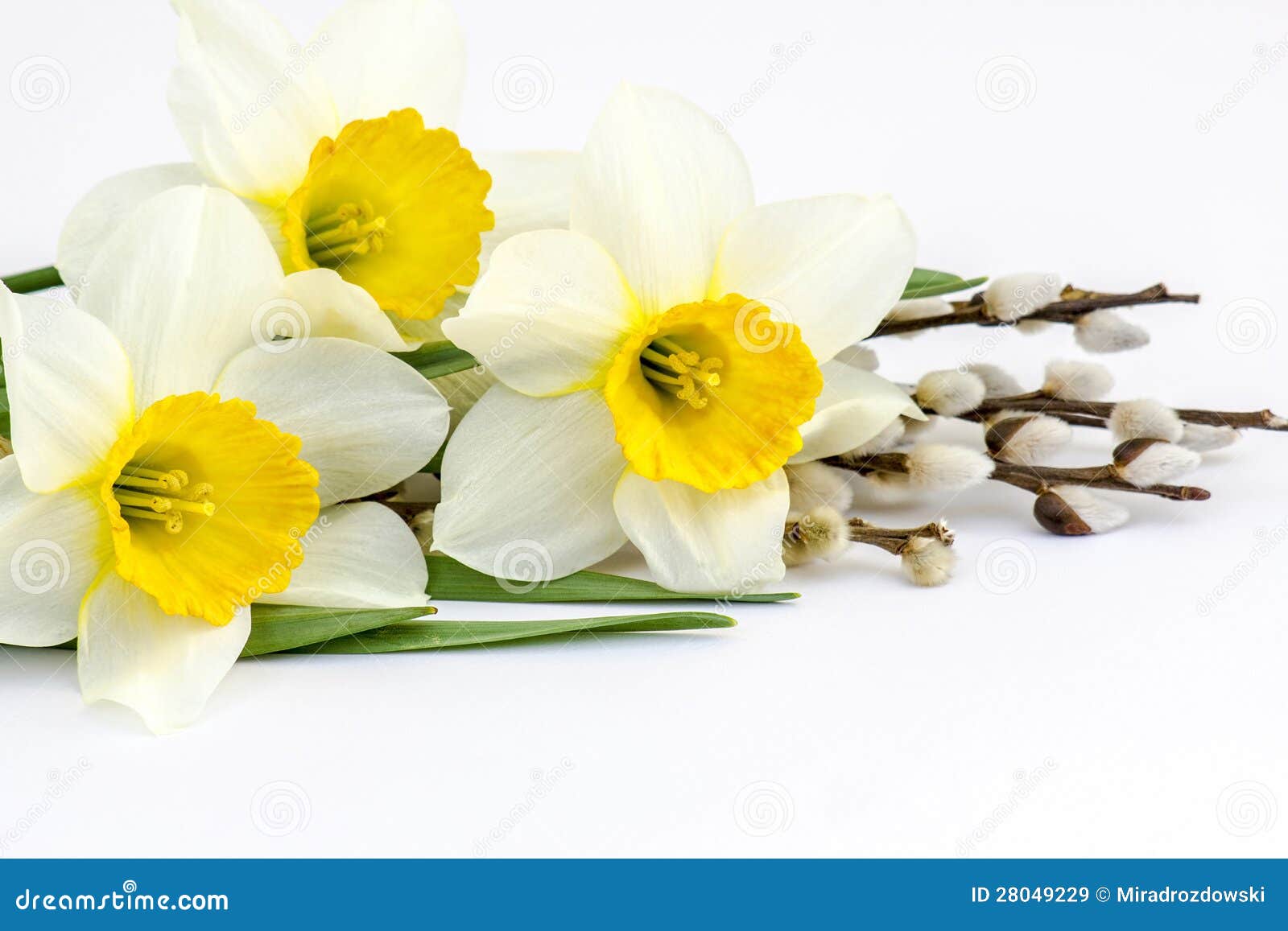 Flores do narciso imagem de stock. Imagem de grama, buquê - 28049229