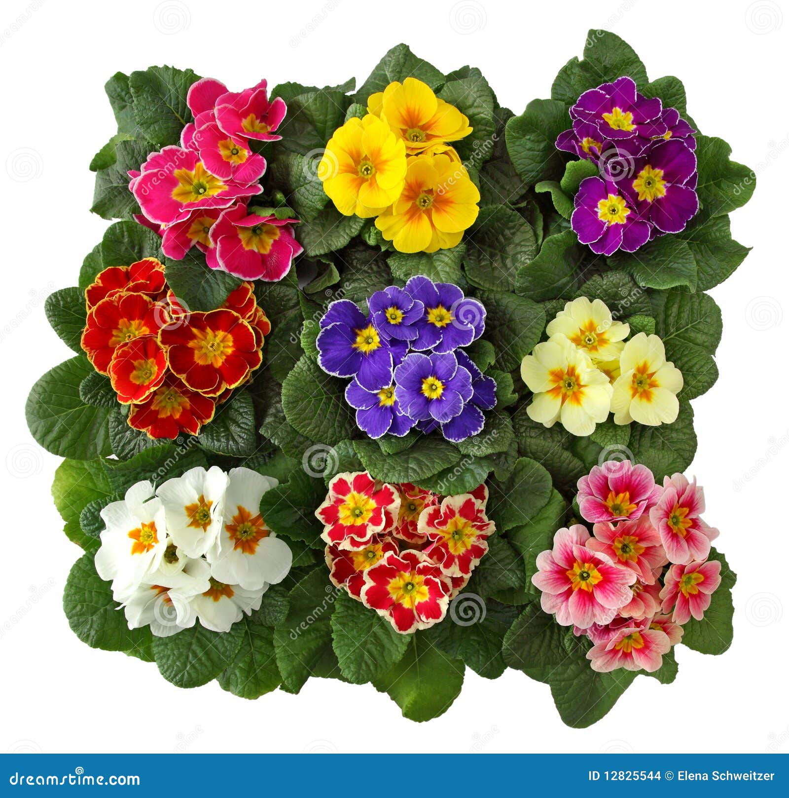 Flores do Primula foto de stock. Imagem de folha, brilho - 12825544