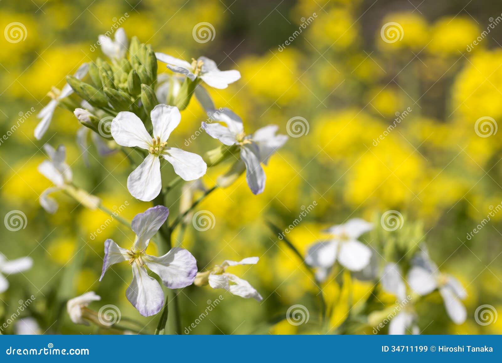 Flores do rabanete imagem de stock. Imagem de brilhante - 34711199