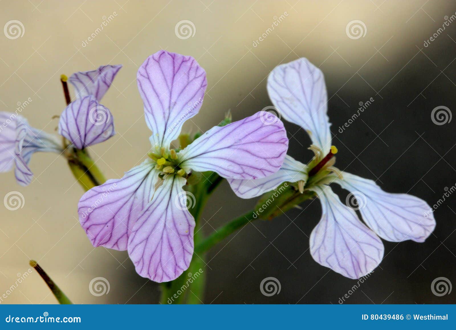 Flores Do Rabanete, Raphanus Sativus Foto de Stock - Imagem de rabanete ...