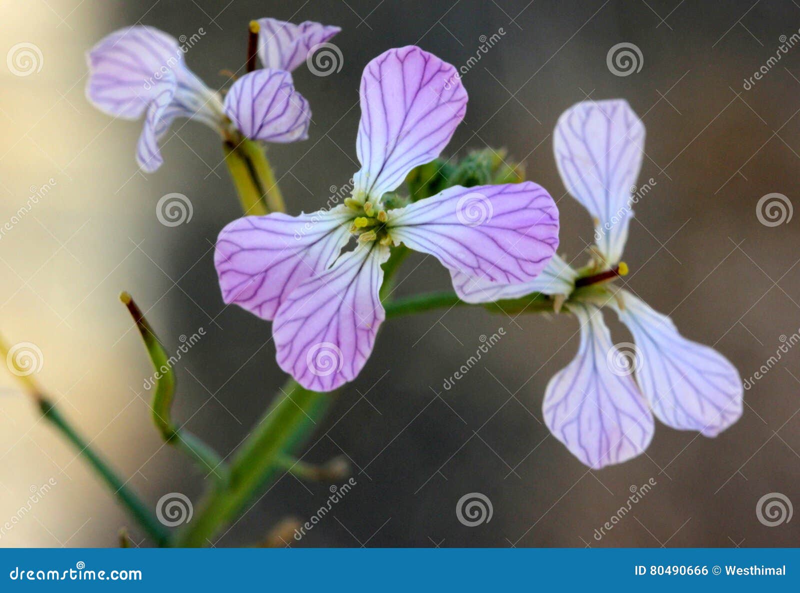 Flores Do Rabanete, Raphanus Sativus Foto de Stock - Imagem de vagens ...