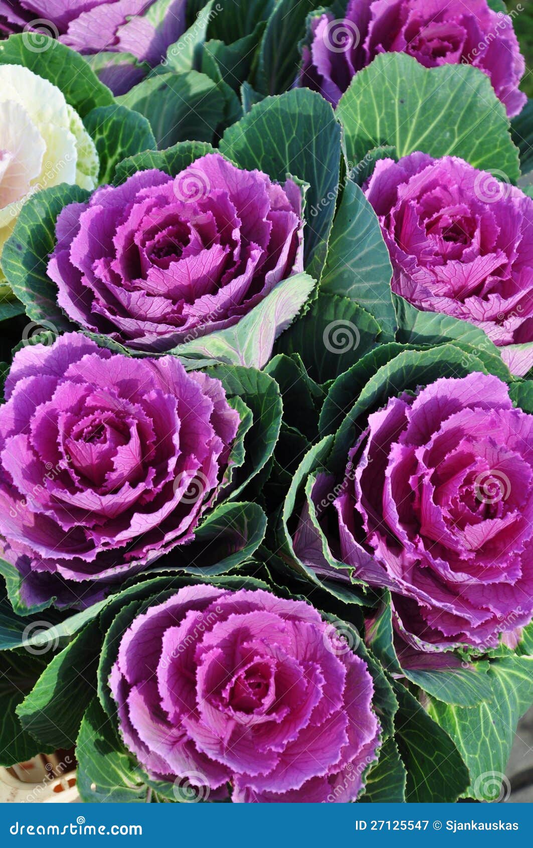 Flores do repolho imagem de stock. Imagem de decorativo - 27125547