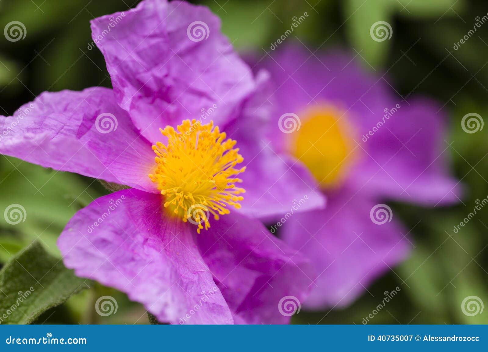 Flores Do Rosa Cor-de-rosa Da Rocha Imagem de Stock - Imagem de nave ...