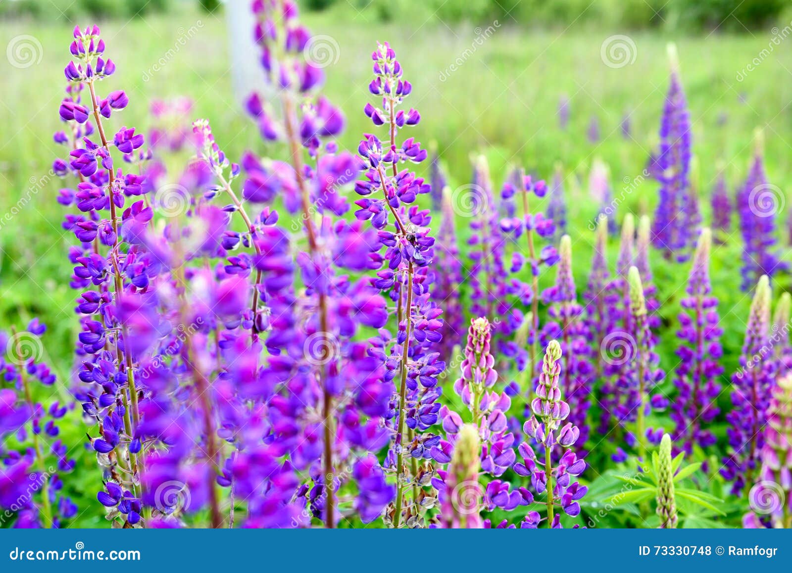 Flores Do Roxo Do Polyphyllus Do Lupinus Foto de Stock - Imagem de ...