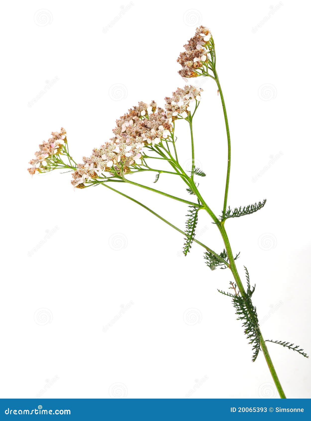 Flores do yarrow das ervas imagem de stock. Imagem de fios - 20065393