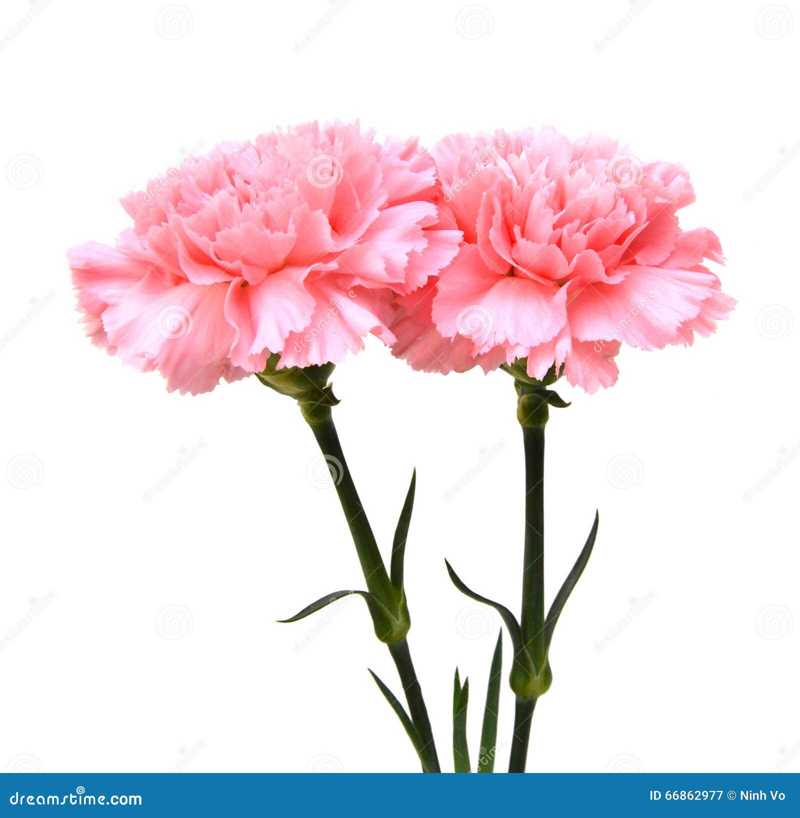Flores dos cravos imagem de stock. Imagem de nave, isolado - 66862977