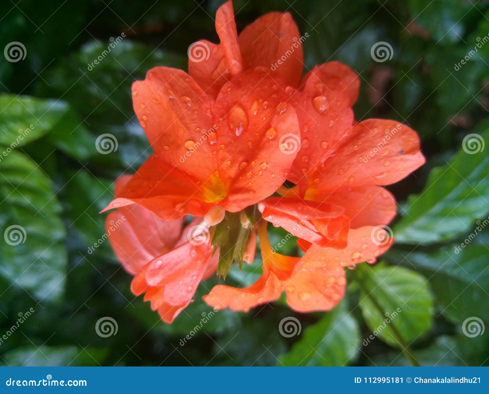 Flores Dos Infundibuliformis De Crossandra Imagem de Stock - Imagem de ...