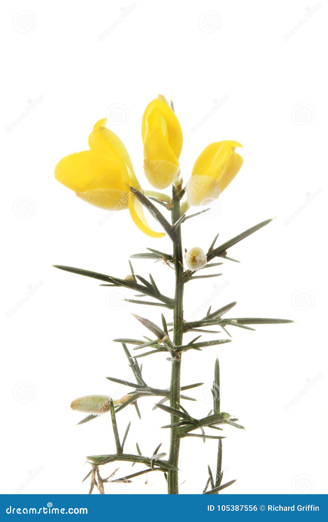 Flores e folha do tojo foto de stock. Imagem de isolado - 105387556