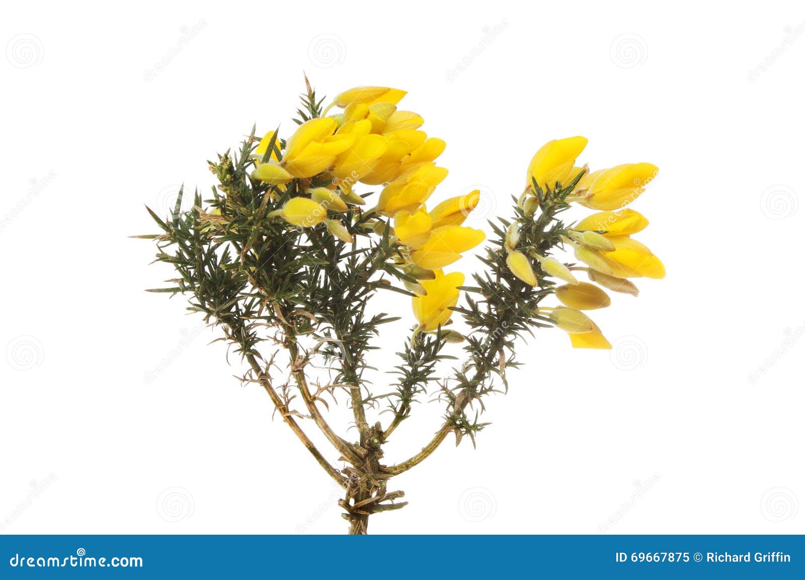 Flores e folha do tojo imagem de stock. Imagem de branco - 69667875