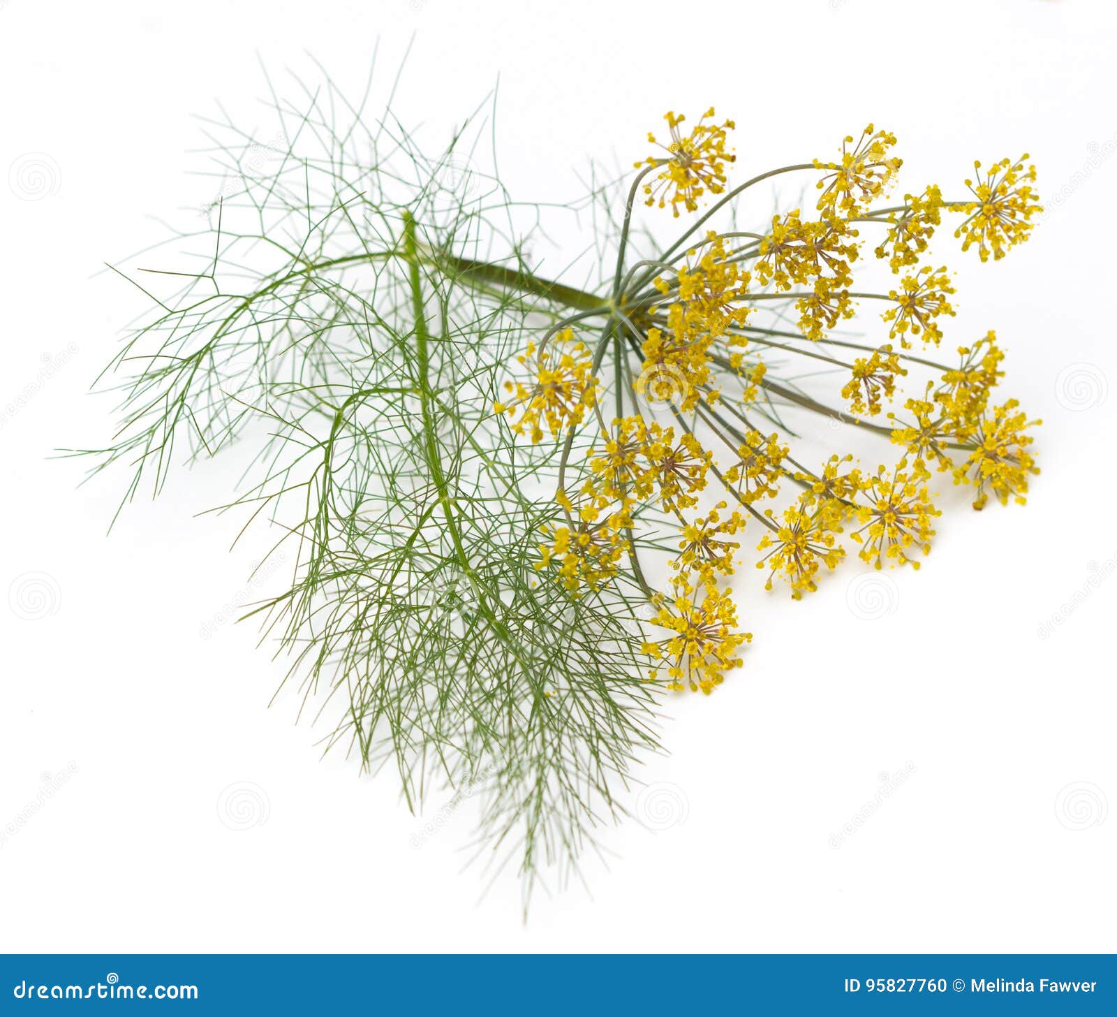 Flores E Folhas De Erva-doce Foto de Stock - Imagem de corte, verde ...