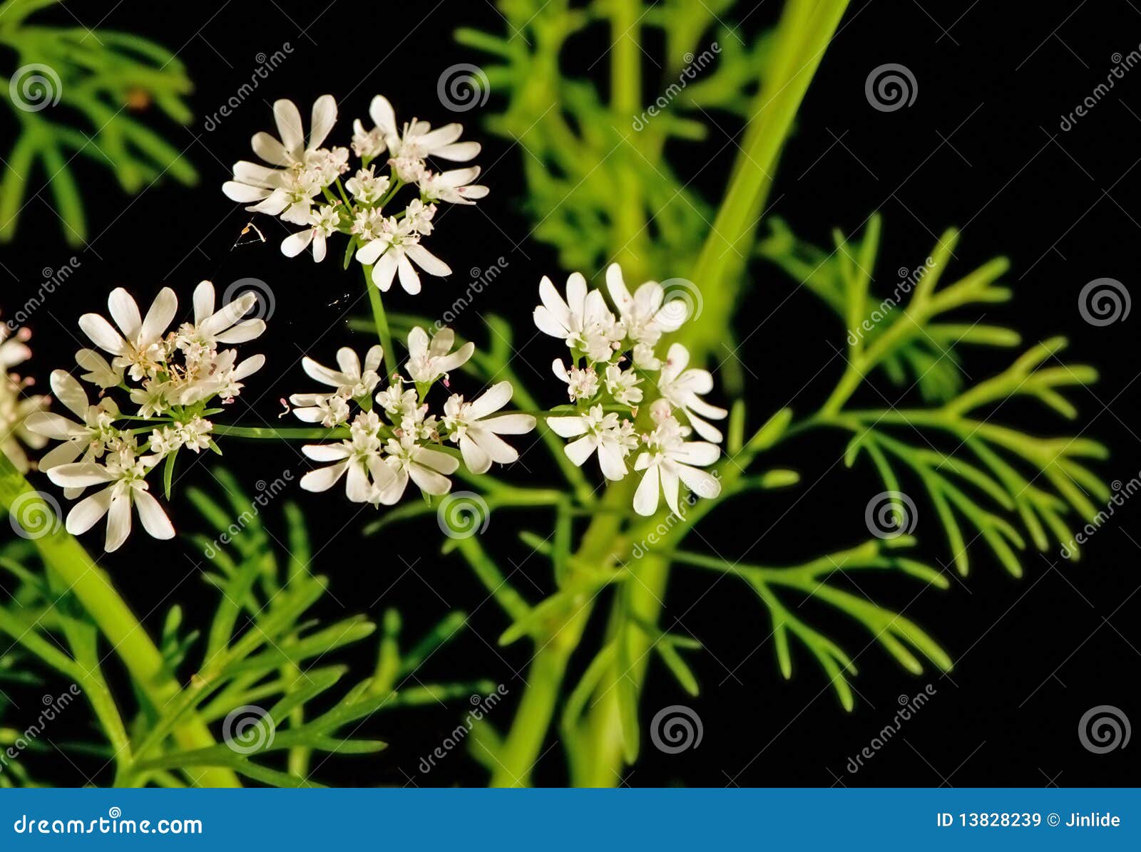 Flores E Folhas Do Cilantro Imagem de Stock - Imagem de alimento ...