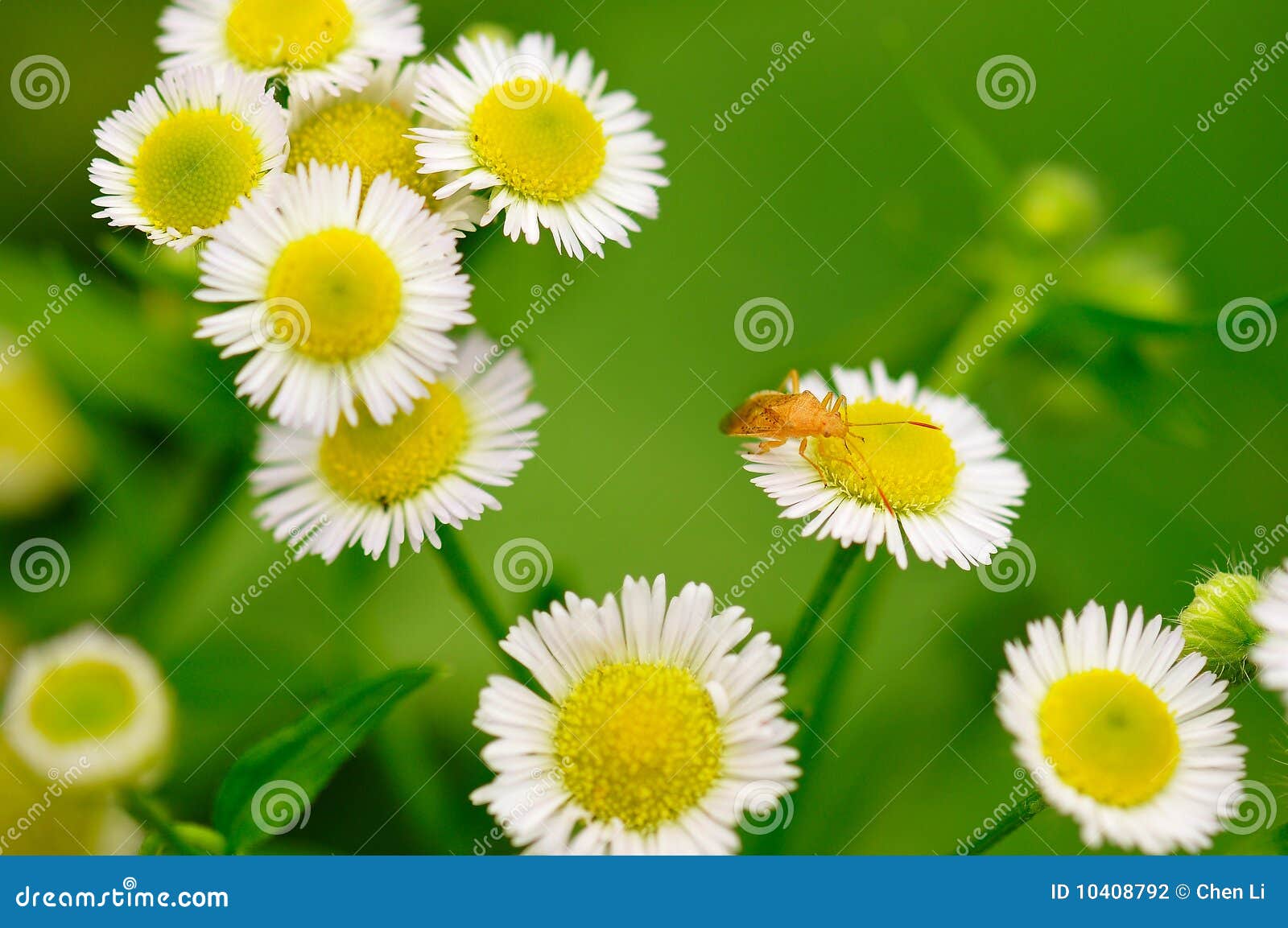 Flores e insectos foto de archivo. Imagen de insectos - 10408792