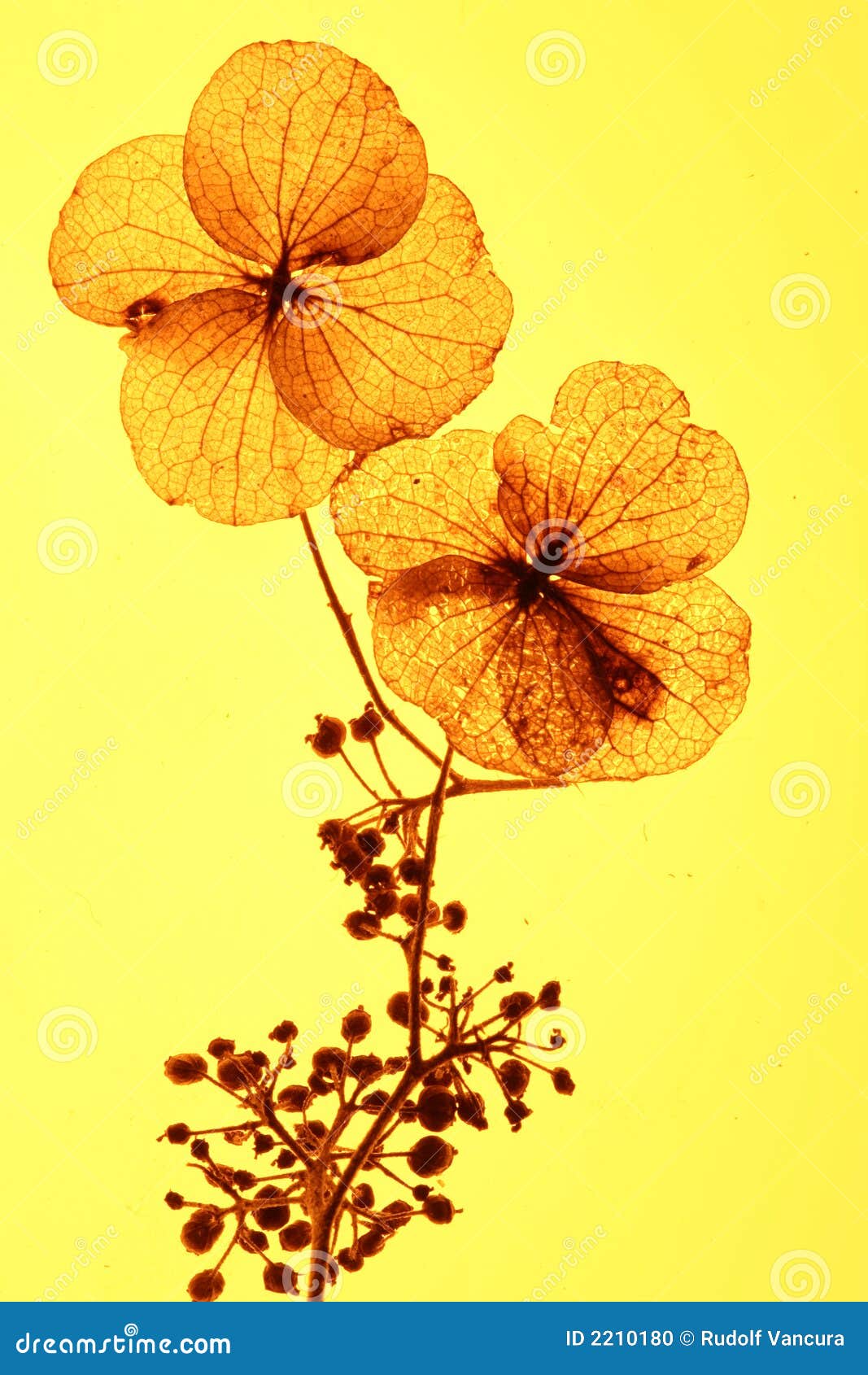 Amarillo Pasta Color Pictures And Images - RGB Color Hex Code [#FFFF80 ...