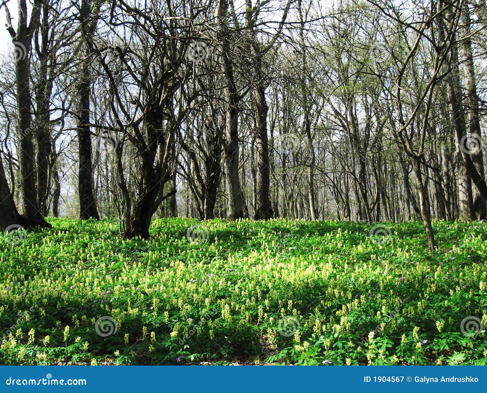 Flores en el bosque imagen de archivo. Imagen de abril - 1904567