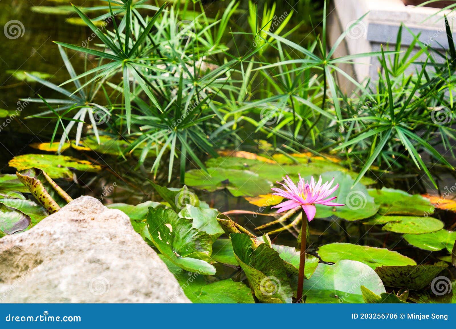 Flores en el estanque foto de archivo. Imagen de planta - 203256706