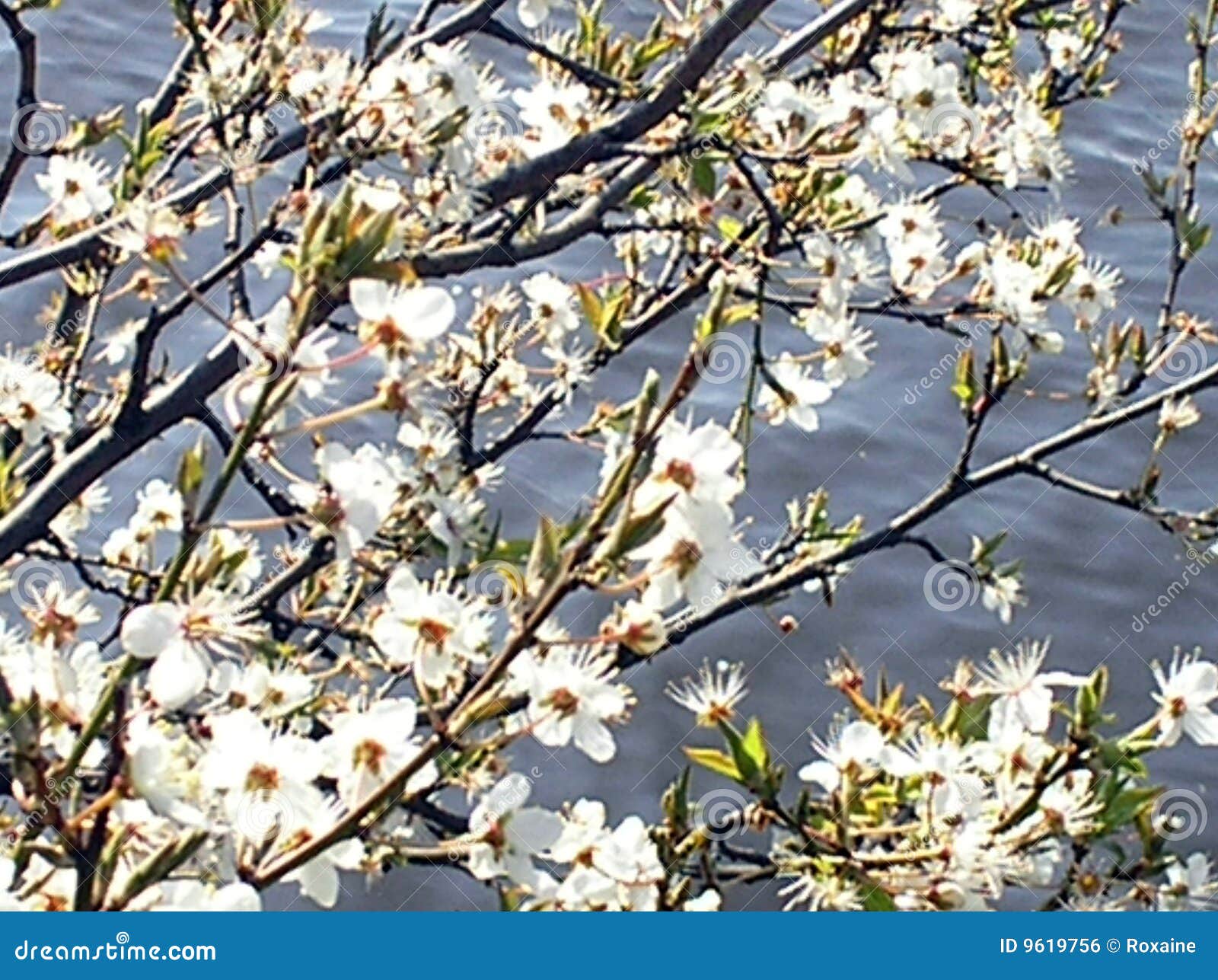 Flores en el mar foto de archivo. Imagen de pasa, azul - 9619756