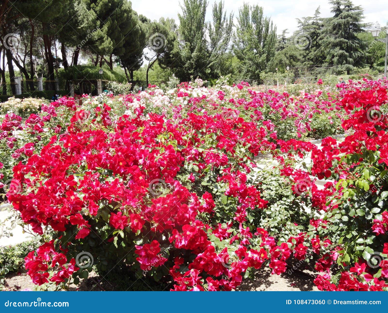 Flores En El Parque Del Retiro Foto de archivo - Imagen de cubo ...
