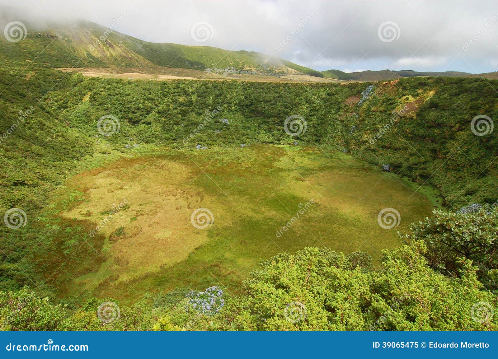 Flores en el volcán imagen de archivo. Imagen de flor - 39065475