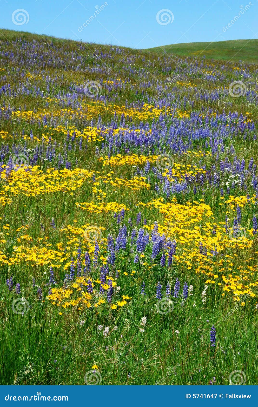 Flores En La Pradera De Alberta Imagen de archivo - Imagen de flor ...