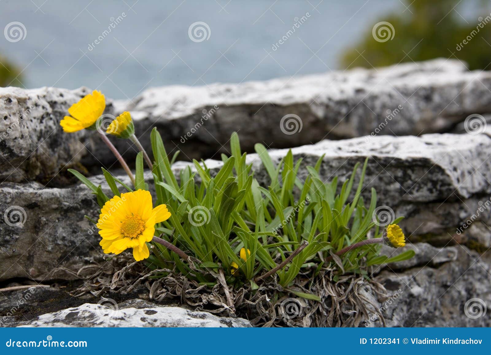Flores en las rocas imagen de archivo. Imagen de primer - 1202341