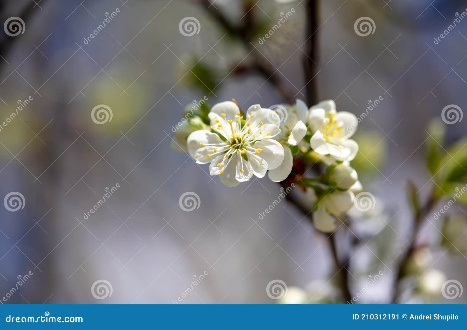 Flores en ramas de cerezo imagen de archivo. Imagen de exterior - 210312191
