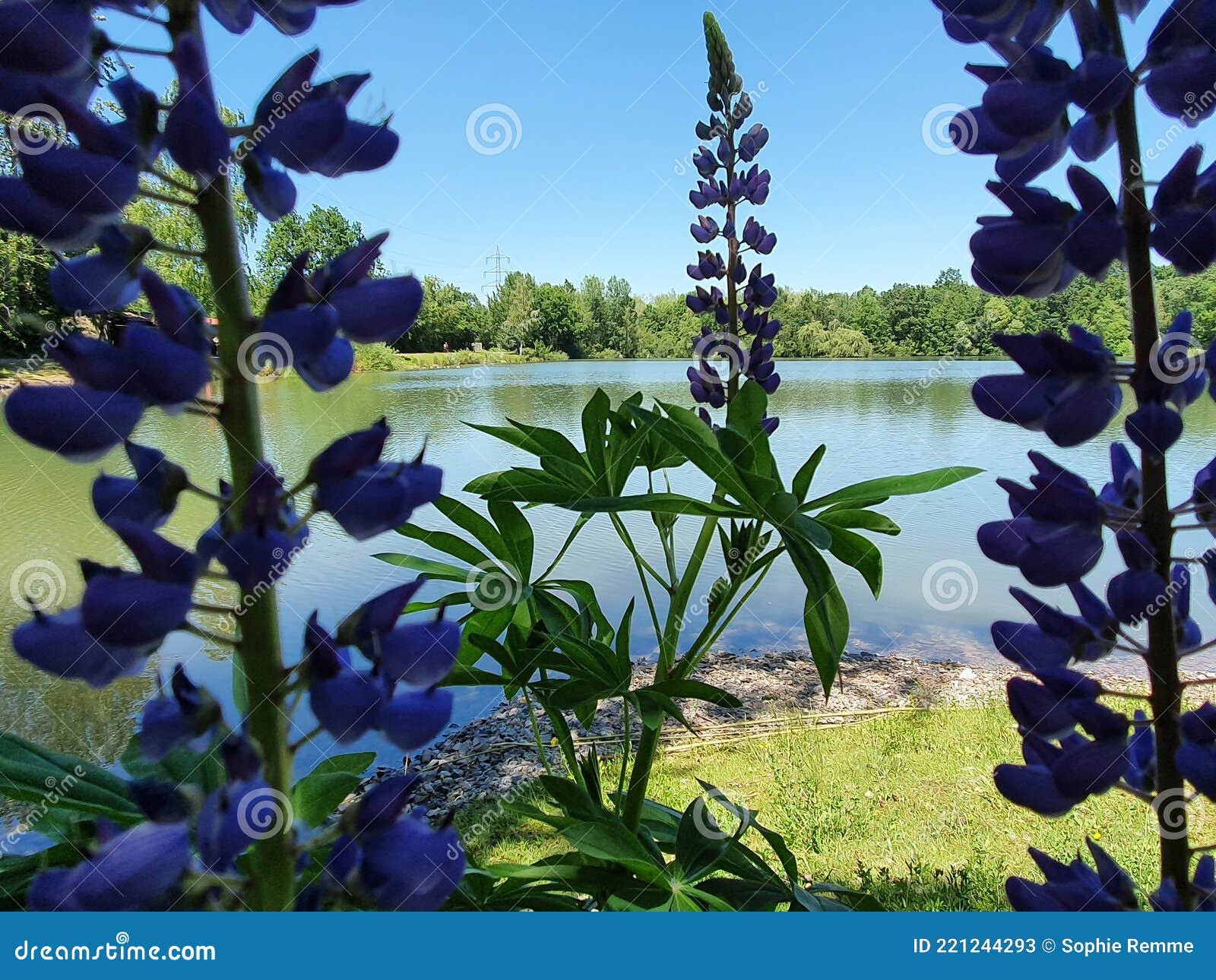 Flores en un lago imagen de archivo. Imagen de flores - 221244293