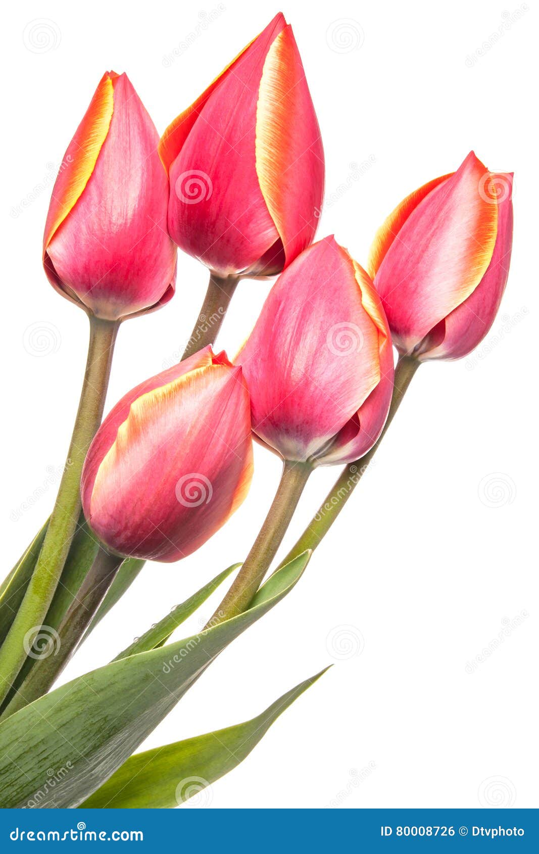 Flores fechadas da tulipa foto de stock. Imagem de bonito - 80008726