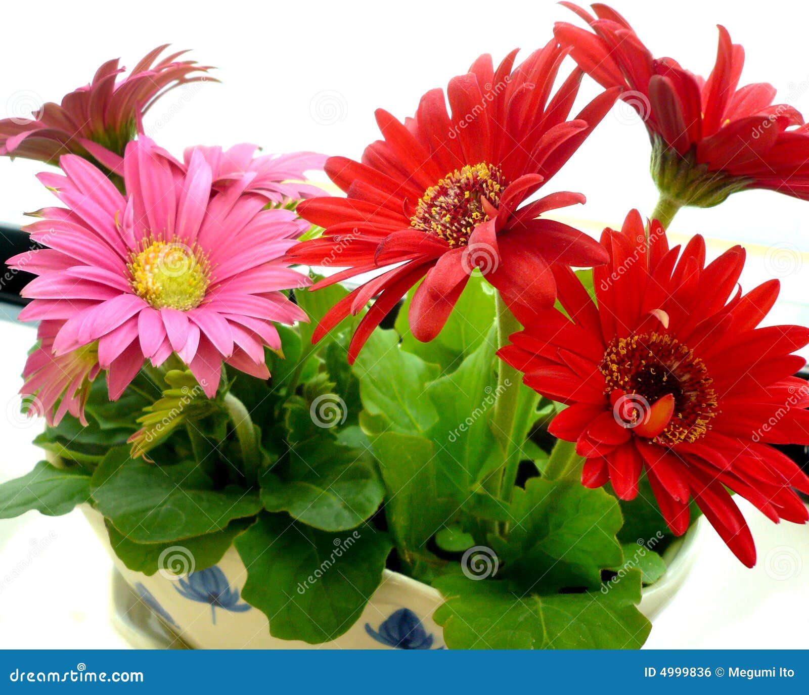 Flores hermosas foto de archivo. Imagen de hoja, ramo - 4999836