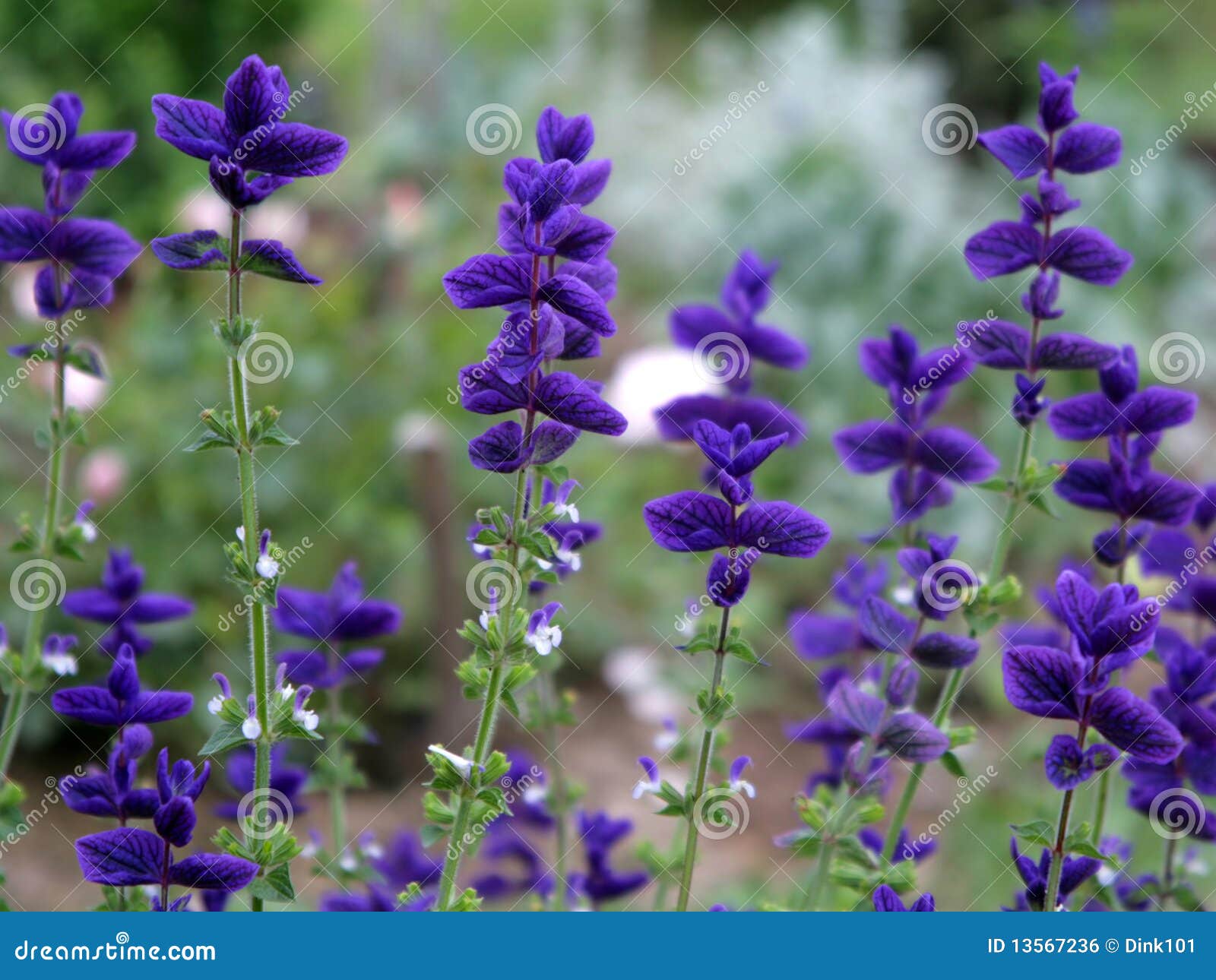 Flores hermosas del salvia foto de archivo. Imagen de grande - 13567236